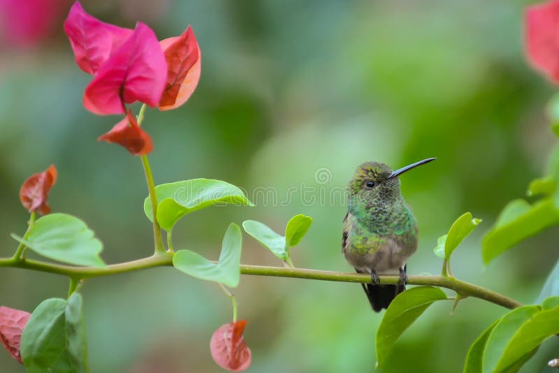 Colibri stock photo. Image of island, eyes, beak, vegetation - 49428114