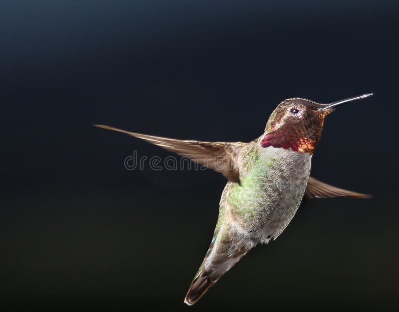 Colibri Masculino Do ` S De Anna Que Paira No Ar Foto de Stock - Imagem ...