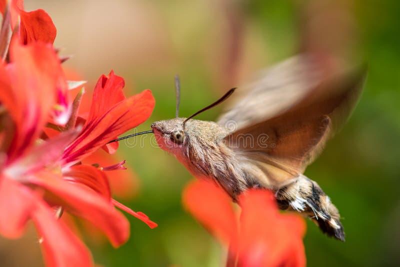 Colibri Moth Feeding While Flying Stock Photo - Image of moth, blossom ...