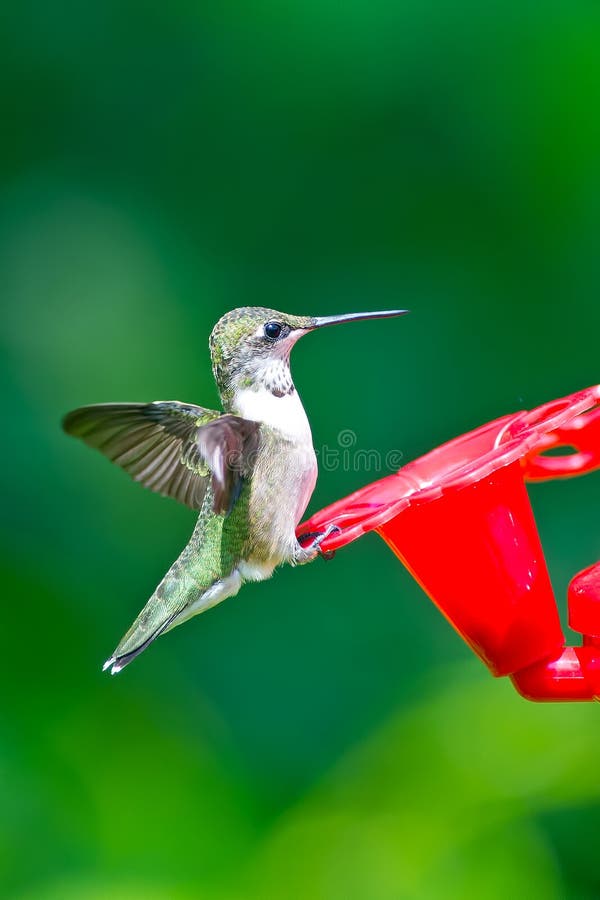 Colibri Rubi-throated imagem de stock. Imagem de mosca - 26227957