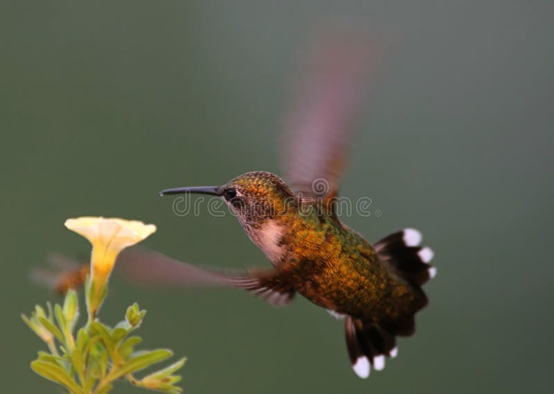 Colibri Rubi-throated foto de stock. Imagem de garganta - 4131832