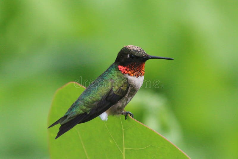 Colibri Rubi-Throated imagem de stock. Imagem de pequeno - 56332529