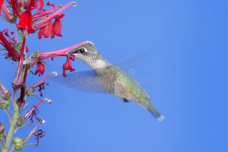 Colibri Rubi-throated (colubris Do Archilochus) Foto de Stock - Imagem ...