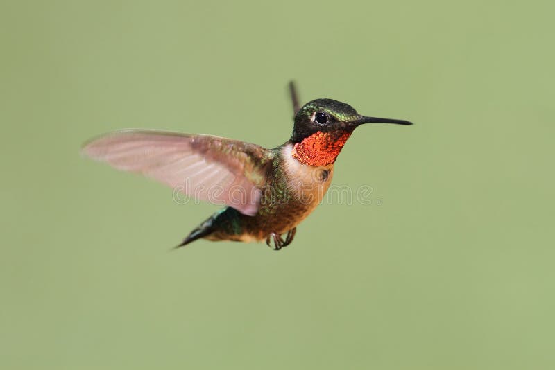 Colibri Rubi-throated (colubris Do Archilochus) Imagem de Stock ...