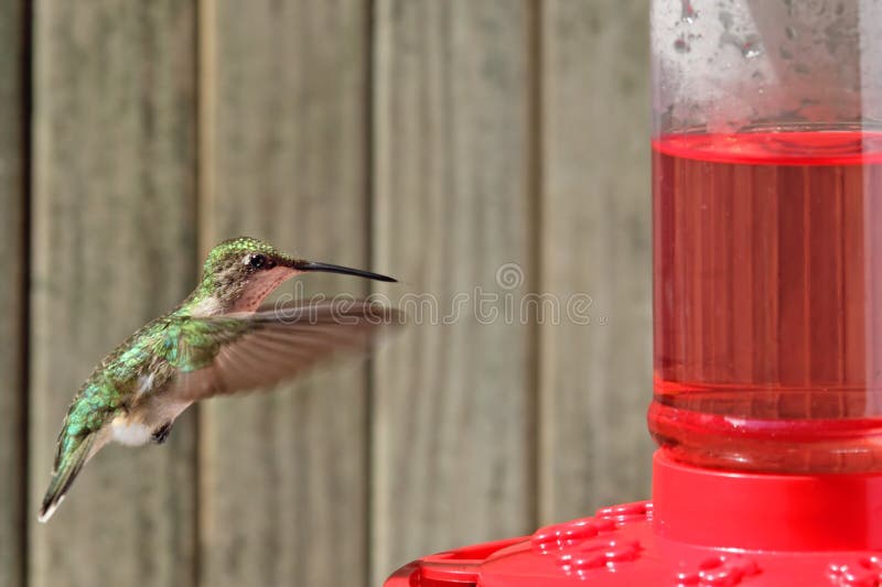 Colibri Rubi-throated, Colubris Do Archilochus Imagem de Stock - Imagem ...