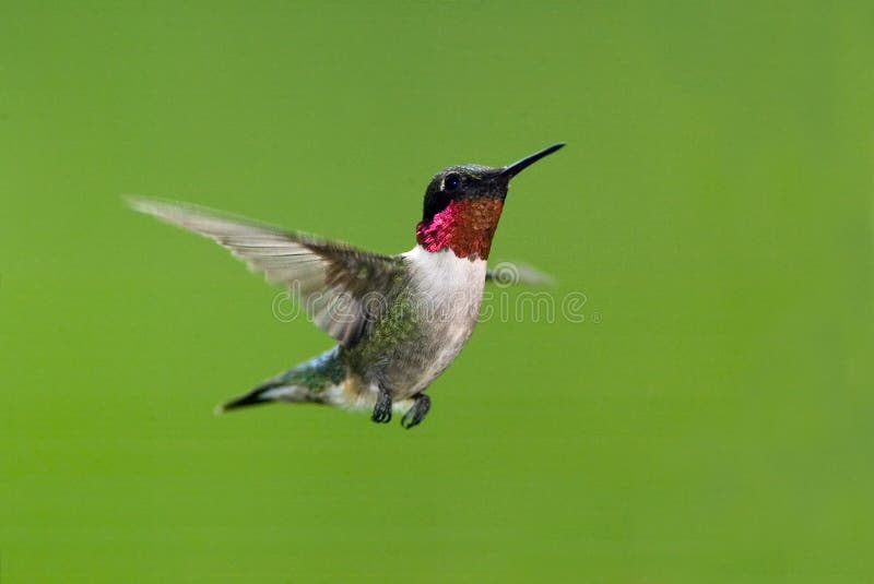 Colibri Rubi-Throated (colubris Do Archilochus) Imagem de Stock ...