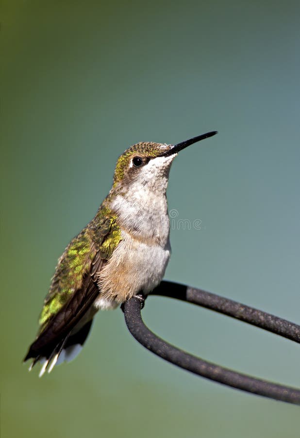 Colibri Rubi-Throated (colubris De Archilocuhs) Imagem de Stock ...
