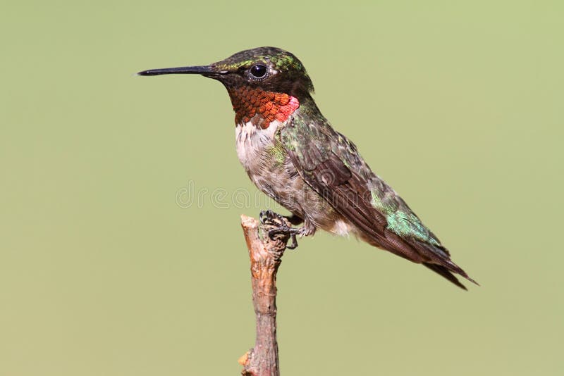 Colibri Rubi-throated (colubris Do Archilochus) Foto de Stock - Imagem ...