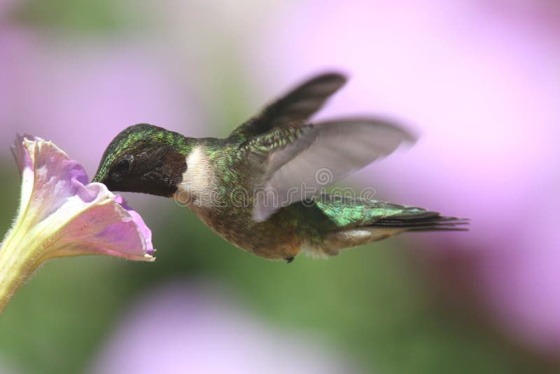 Colibri Rubi-throated (colubris Do Archilochus) Foto de Stock - Imagem ...