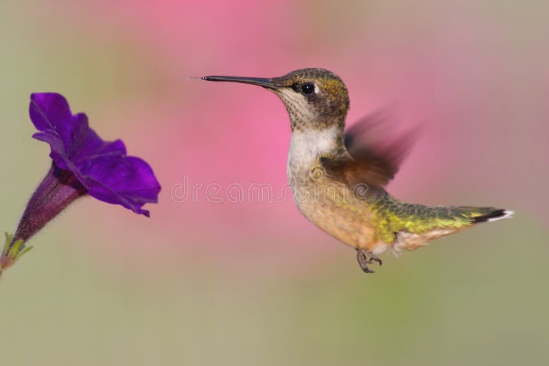 Colibri Rubi-throated (colubris Do Archilochus) Foto de Stock - Imagem ...