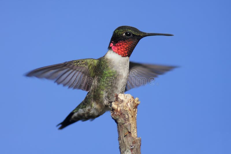 Colibri Rubi-throated & X28; Colubris& X29 Do Archilochus; Foto de ...