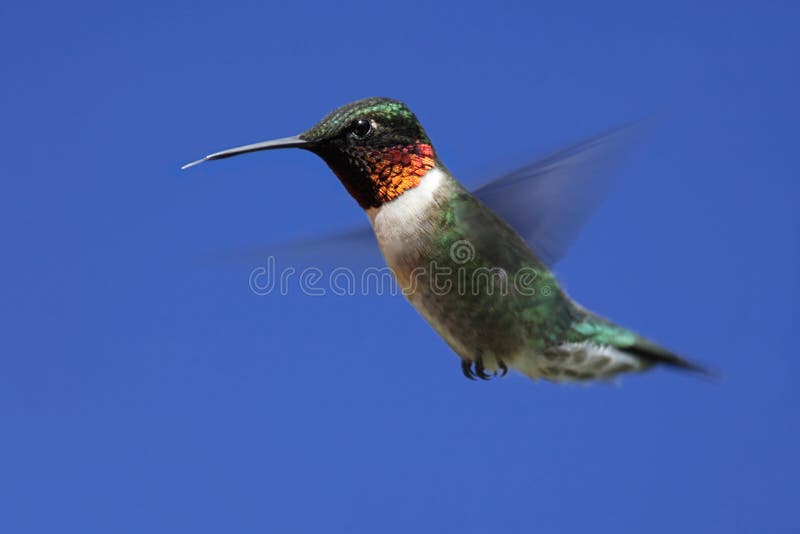 Colibri Rubi-throated (colubris Do Archilochus) Foto de Stock - Imagem ...