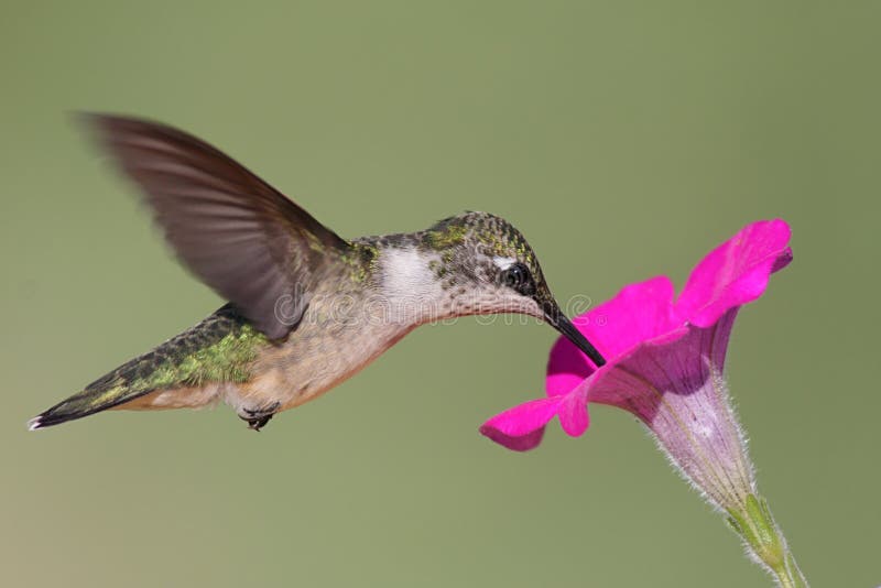 Colibri Rubi-throated Juvenil Foto de Stock - Imagem de wildlife ...