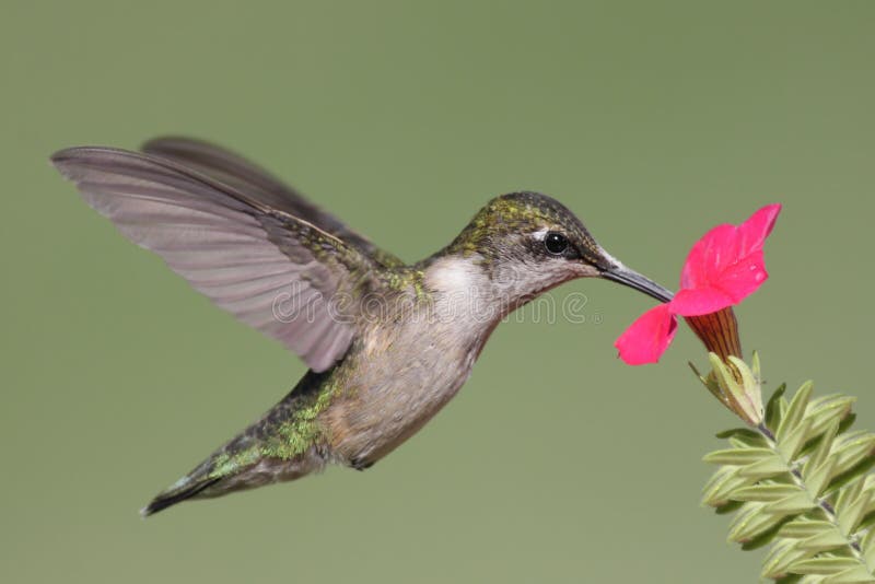 Colibri Rubi-throated Juvenil Imagem de Stock - Imagem de wildlife ...