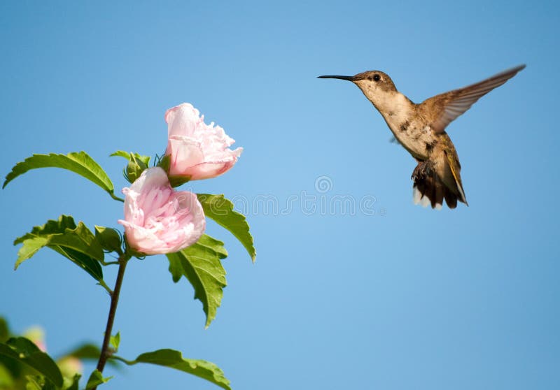 Colibri Rubi-throated Que Paira Foto de Stock - Imagem de iridescente ...