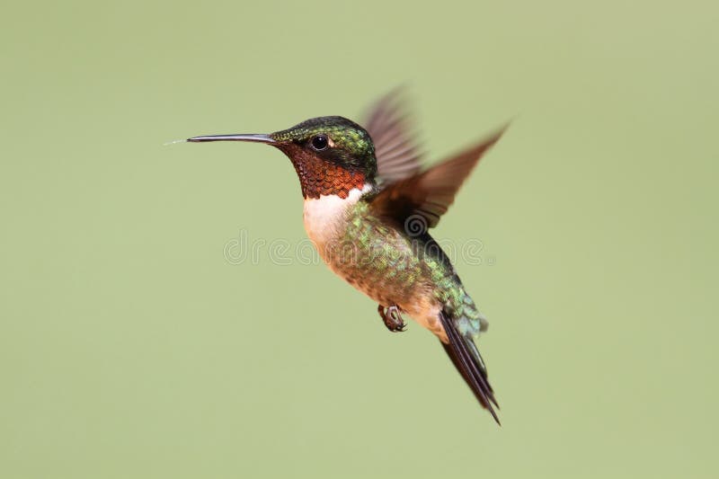 Colibri à Gorge Rubis (Archilochus Colubris) Photo stock - Image du ...