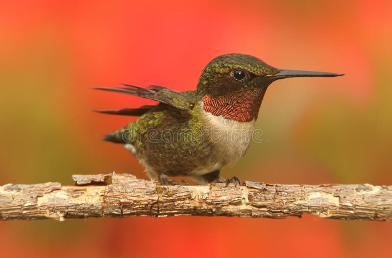 Colibri Rubis-throated (colubris D'archilochus) Image stock - Image du ...