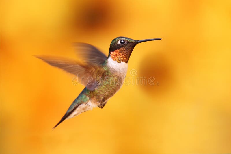 Colibri Rubis-throated En Vol Photo stock - Image du gorge, oiseau ...
