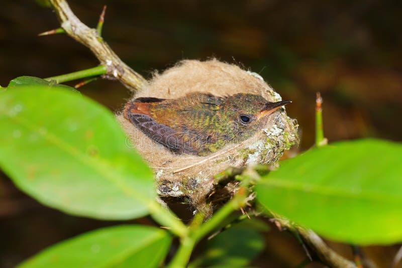 Nid De Colibri Avec Un Oeuf Et Un Bébé Image stock - Image du nature ...