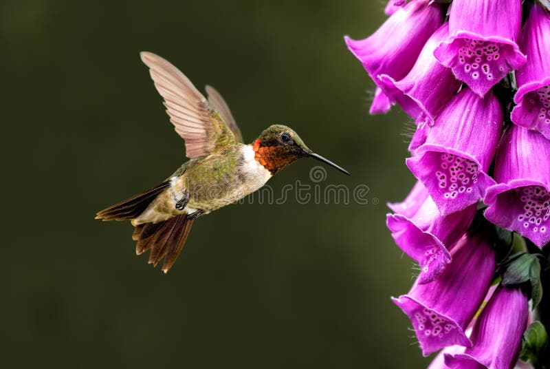 Colibri Avec La Fleur Rose Au-dessus Du Fond Vert Image stock - Image ...