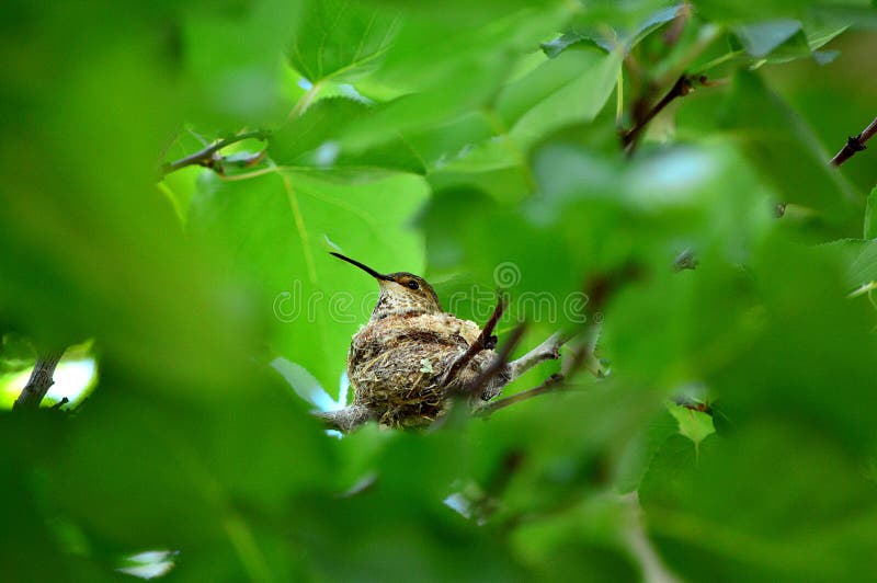 Nid De Colibri Avec Des Oeufs Photo stock - Image du caribbean, deux ...