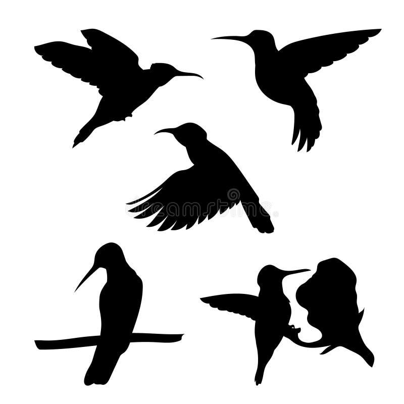 Colibri set vector stock vector. Illustration of flower - 54632681