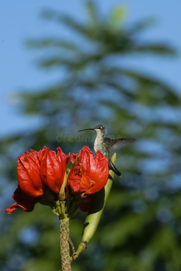 Colibri sur la fleur rouge photo stock. Image du aves - 70809984