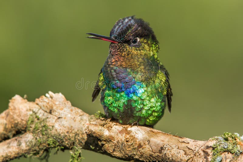 Colibri Ardent-throated Se Reposant Sur Une Branche - Puntarenas, Costa ...
