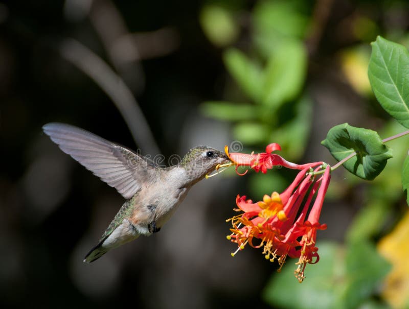 Colibri Throated do rubi imagem de stock. Imagem de floral - 21943279