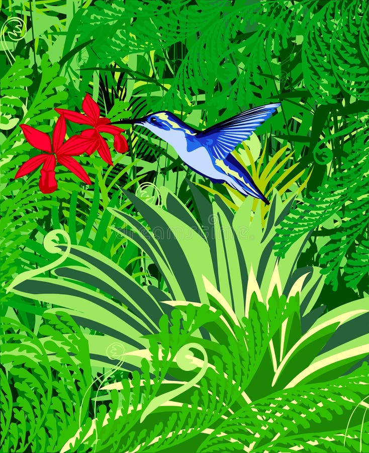 Colibri: vector stock vector. Illustration of tropical - 4059422