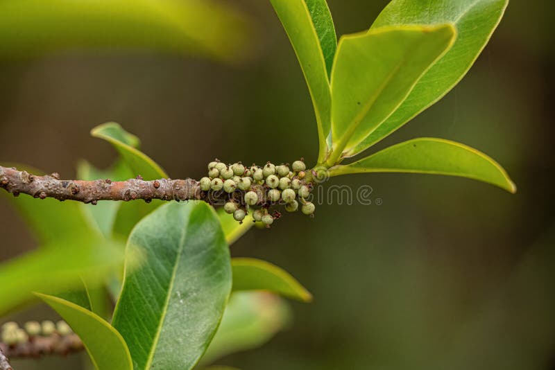Colicwood Angiosperm Tree stock photo. Image of venosa - 258937196