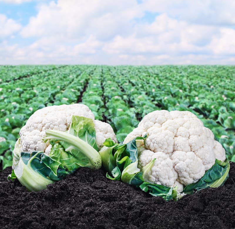 Coliflor De La Cosecha En La Tierra Foto de archivo - Imagen de ...