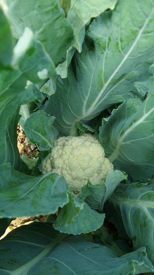 Campo De La Coliflor En Tailandia Septentrional Imagen de archivo ...