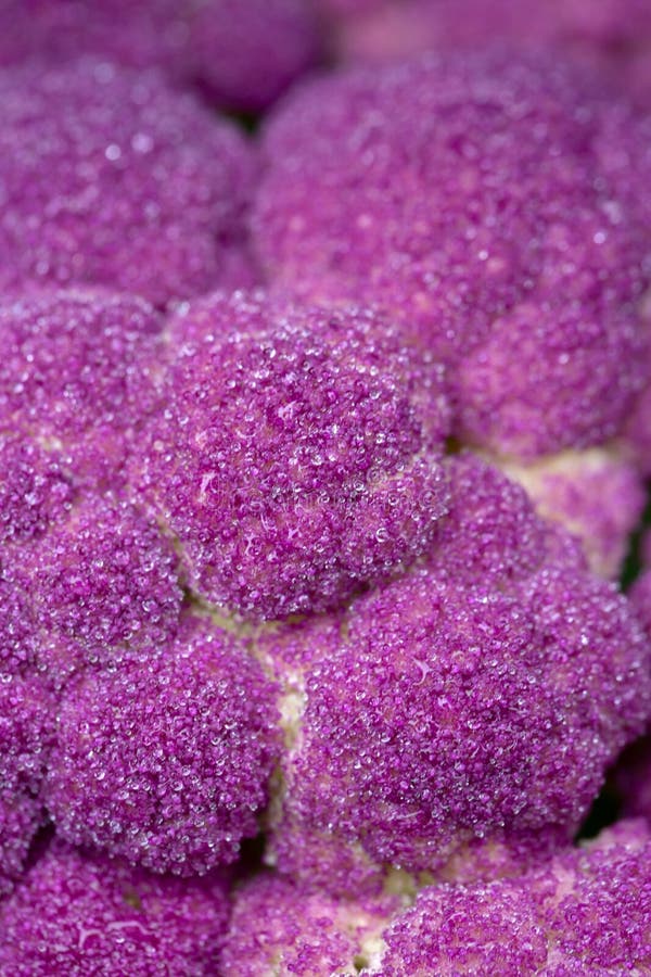 Coliflor Morado Con Detalles Imagen de archivo - Imagen de planta ...
