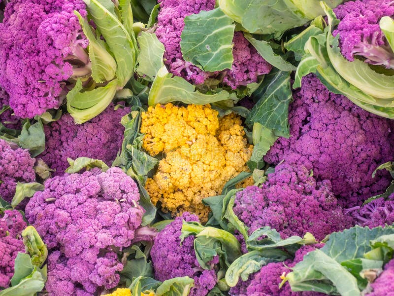 Coliflores del color foto de archivo. Imagen de color - 37518474