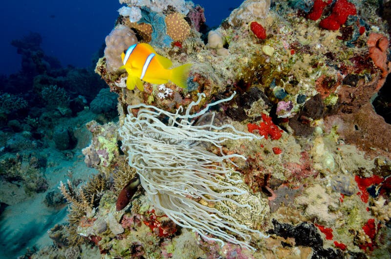 Colin Fish Stock Photos - Free & Royalty-Free Stock Photos from Dreamstime