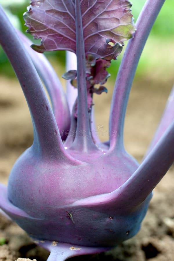 Colinabo foto de archivo. Imagen de tierra, salud, crezca - 17910738