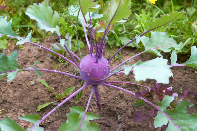Plantas de nabo foto de archivo. Imagen de plantar, monocultivo - 16917934