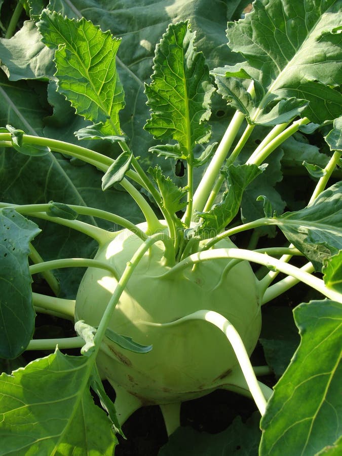 Cosecha Del Colinabo De Organice Imagen de archivo - Imagen de temprano ...