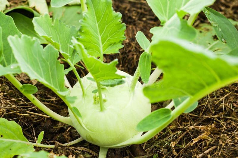 Plantas de nabo foto de archivo. Imagen de encima, campo - 16917934