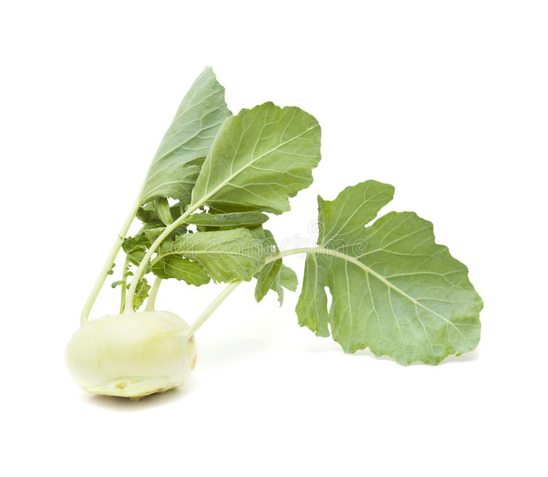 Colinabo aislado en blanco imagen de archivo. Imagen de crudo - 65341375