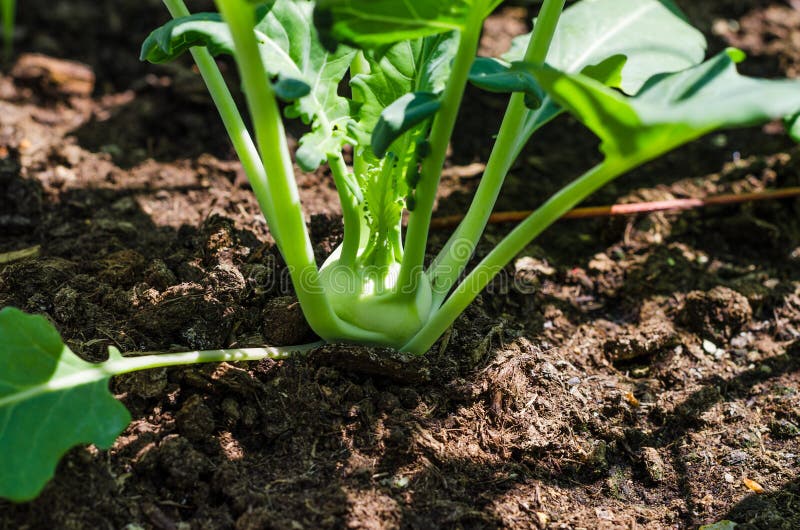 Colinabo en una cama imagen de archivo. Imagen de hierba - 120108073