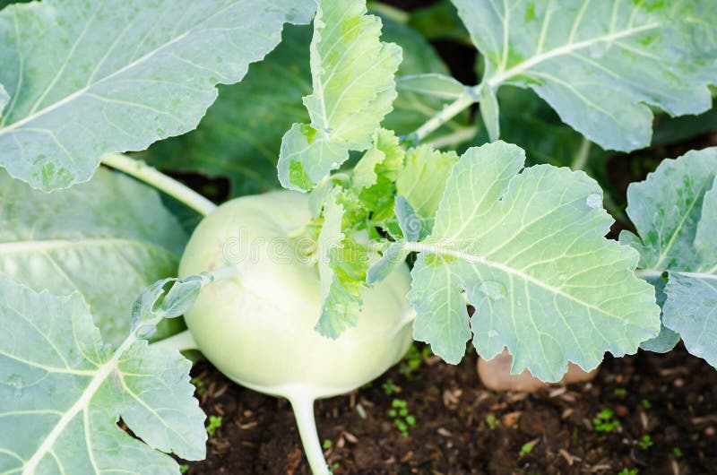 Colinabo fresco imagen de archivo. Imagen de colinabo - 48130213