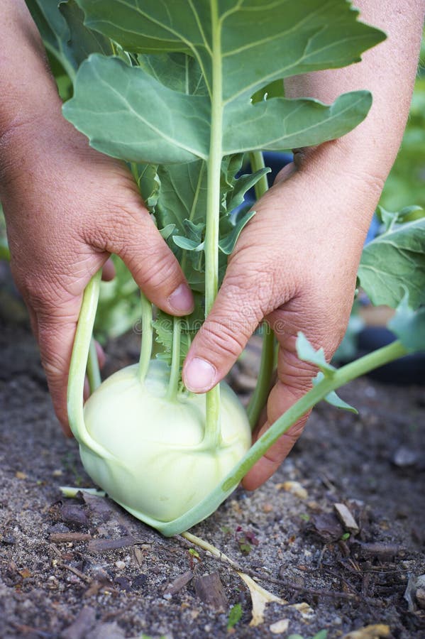 Colinabo verde fresco foto de archivo. Imagen de vitaminas - 19610018