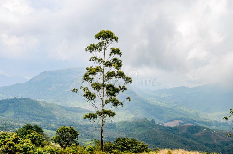 Colinas rocosas de munnar foto de archivo. Imagen de verano - 272677096
