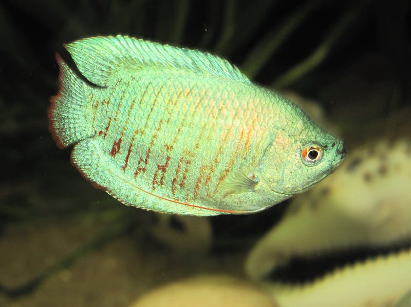 Colisa Lalia( Dwarf Gourami) Stock Image - Image of labyrinth, color ...