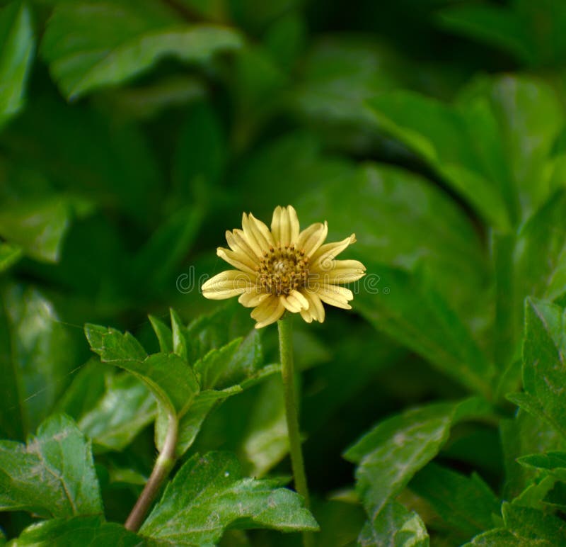 A Collaboration of Art and Nature Stock Photo - Image of wallpaper ...