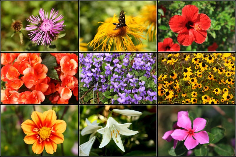 Collage 1 de la flor - XXL foto de archivo. Imagen de colorido - 13783084