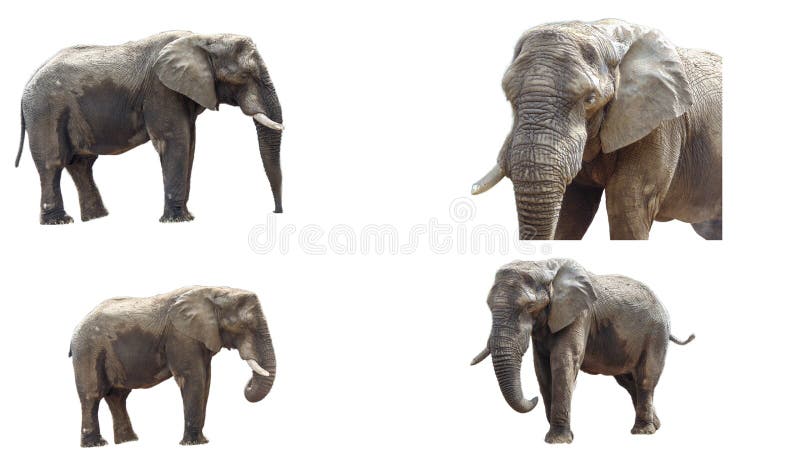 Collage with African Elephant Isolated on White Stock Image - Image of ...