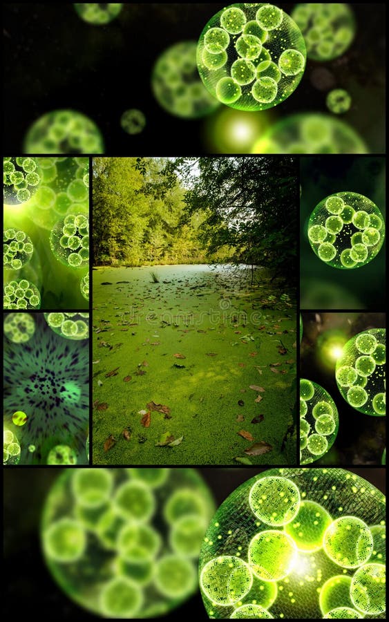 Collage Algae Cells 3D Illustration Stock Illustration - Illustration ...